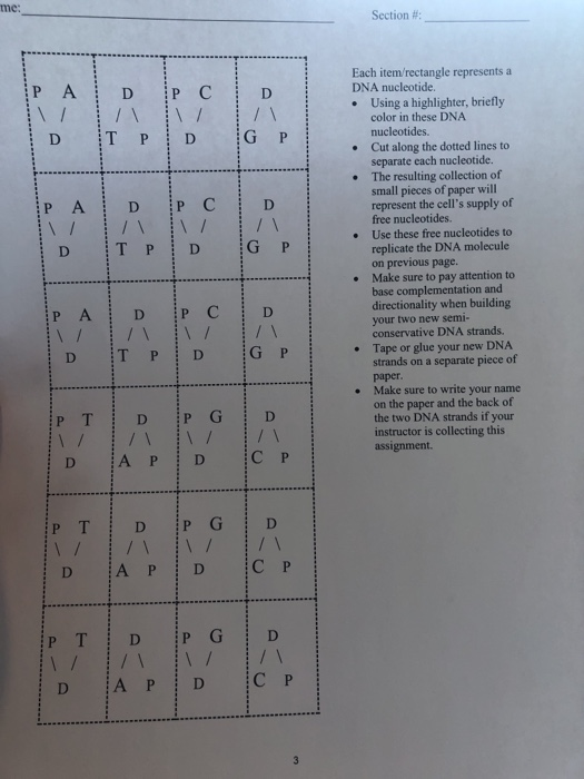 Solved Name: Section Exercise #2: Simulation of DNA | Chegg.com