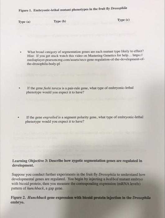 Solved Developmental Genetics Virtual Lab In this virtual | Chegg.com