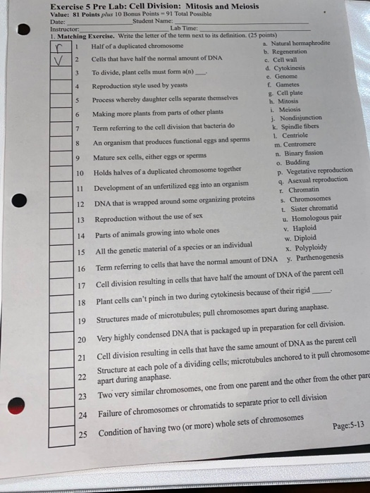 Solved 1 Exercise 5 Pre Lab: Cell Division: Mitosis and | Chegg.com