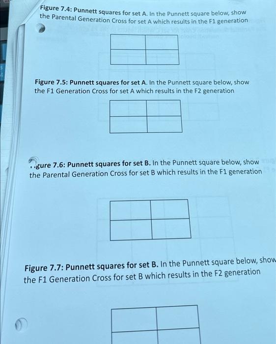 Solved 4 Figure 7.4: Punnett squares for set A. In the | Chegg.com