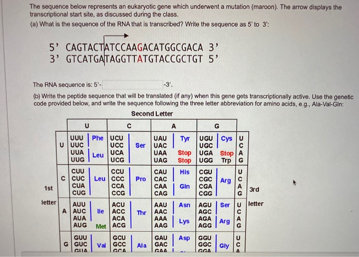 Solved The sequence below represents an eukaryotic gene | Chegg.com