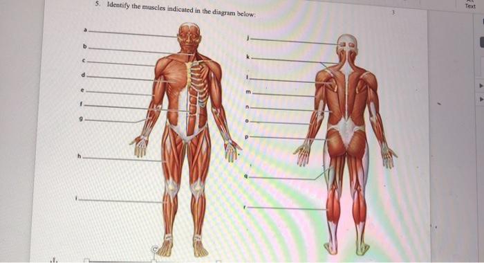 Solved 5. Identify the muscles indicated in the diagram | Chegg.com