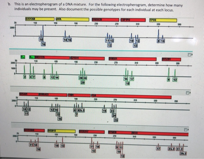 PART II: STR PROFILING a. For electropherogram 1 and | Chegg.com