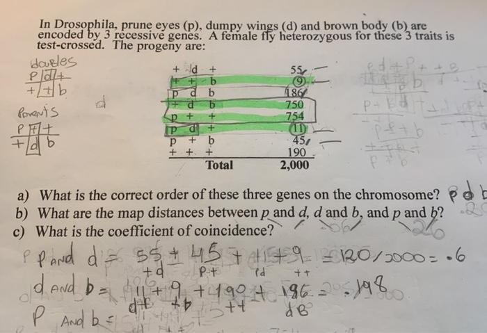 Solved + d + d Р- Е + pd+ In Drosophila, prune eyes (p), | Chegg.com