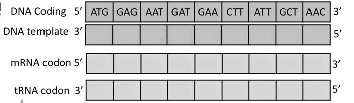 Solved Translate this DNA sequence into its DNA template, | Chegg.com