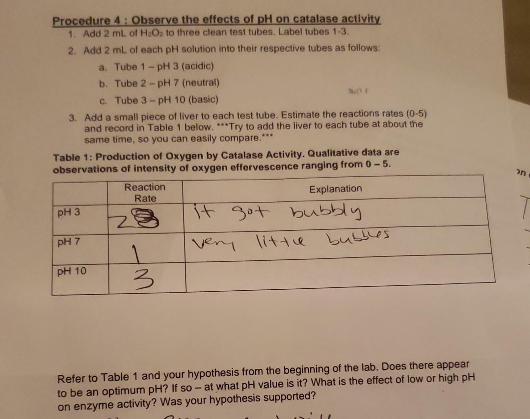 Solved Procedure 4: Observe the effects of pH on catalase | Chegg.com