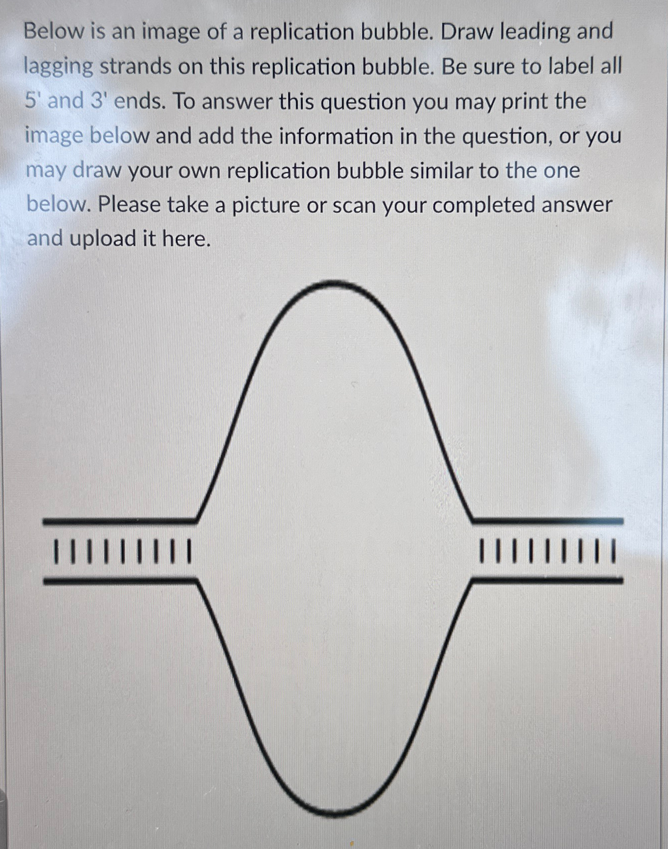 Solved Below is an image of a replication bubble. Draw | Chegg.com