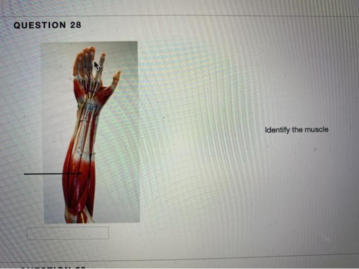 Solved QUESTION 27 Identify the muscle QUESTION 28 | Chegg.com