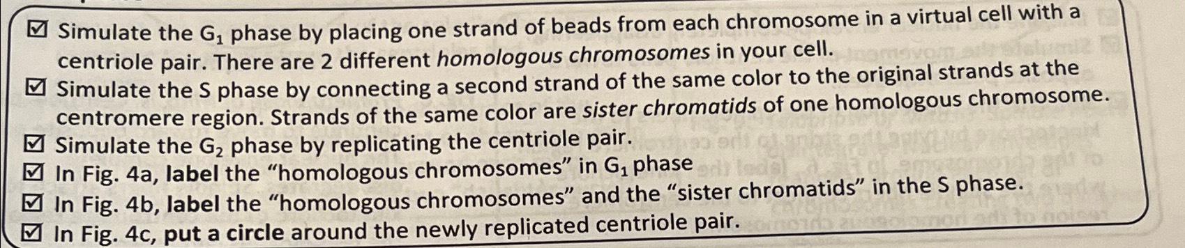 Solved Simulate the G1 ﻿phase by placing one strand of beads | Chegg.com