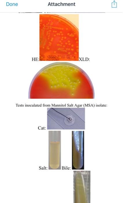 Solved Tests inoculated from MacConkey Agar (Mac) isolate: | Chegg.com