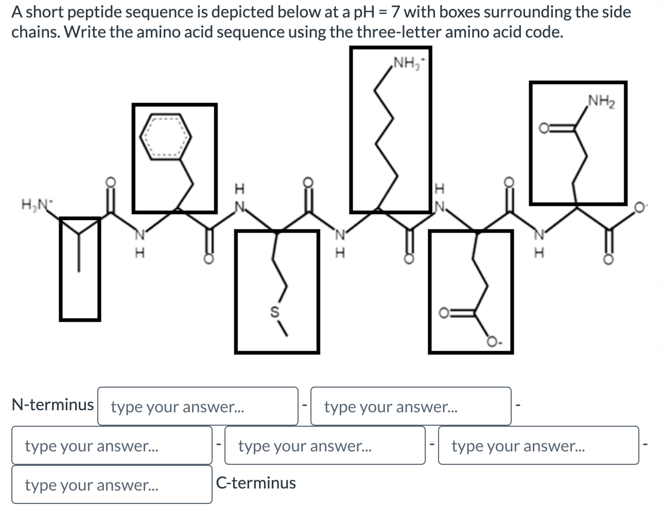 Solved A short peptide sequence is depicted below at a pH=7 | Chegg.com