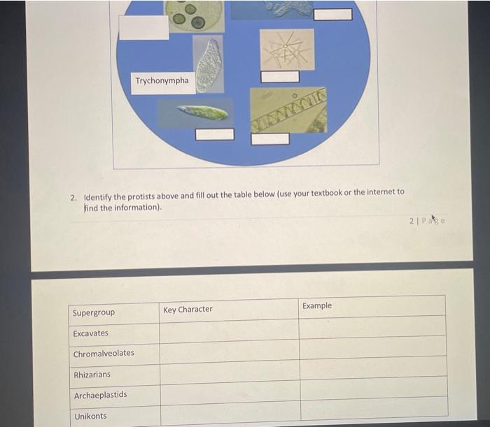 Solved 2. Identify the protists above and fill out the | Chegg.com