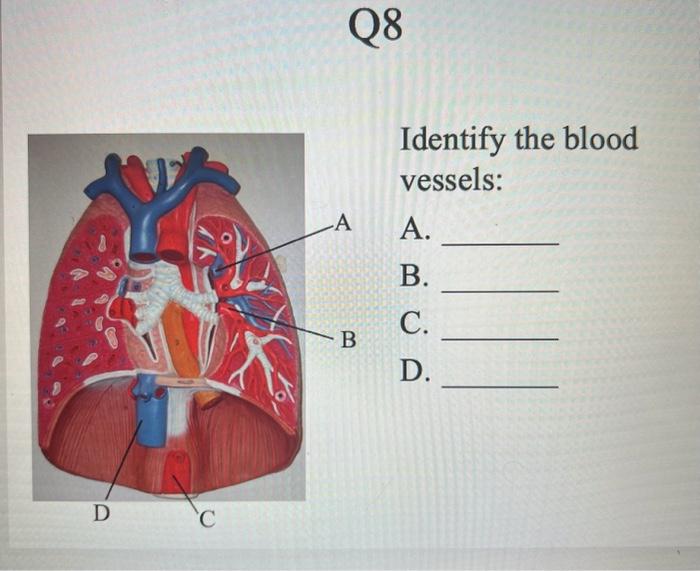 Solved Identify the blood vessels: A. B. C. D.A. CO2 passing | Chegg.com