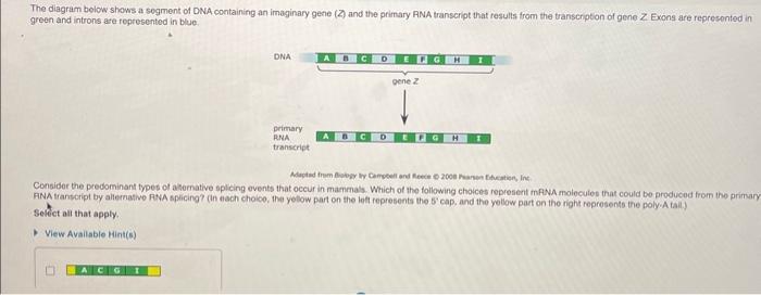 Solved The diagram below shows a segment of DNA containing | Chegg.com