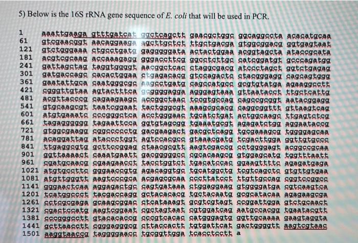 Solved 5) Below is the 16 S rRNA gene sequence of E. coli | Chegg.com