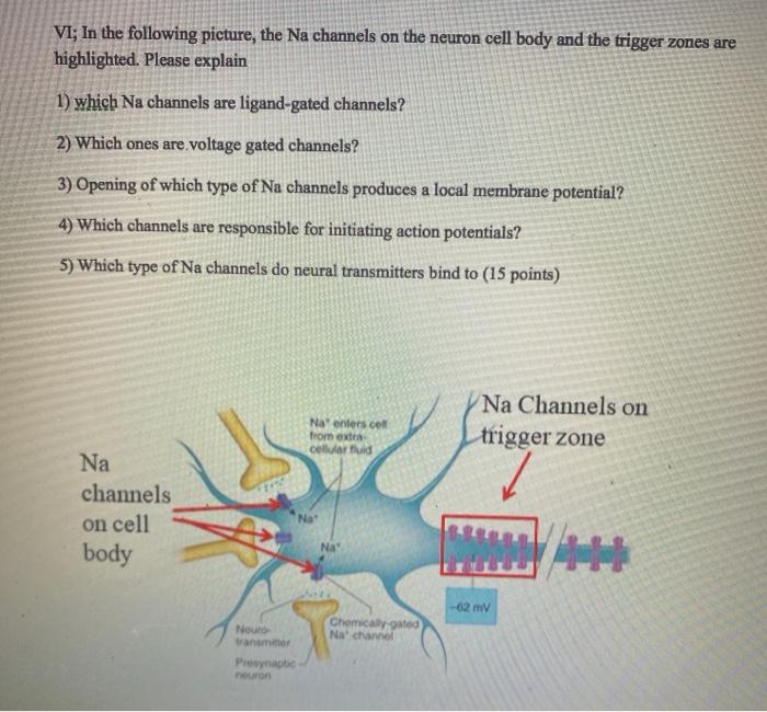 Solved VI; In the following picture, the Na channels on the | Chegg.com