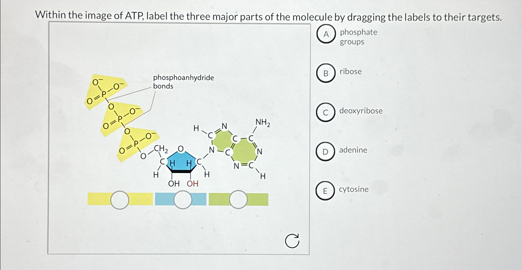 Solved Within the image of ATP, label the three major parts | Chegg.com