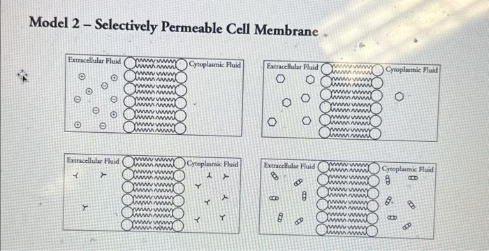 Solved Model 2 - Selectively Permeable Cell Membrane | Chegg.com