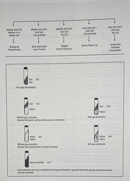 Solved EXPERIMENT 32 Triple Sugar-Iron Agar Test (TSI) Photo | Chegg.com