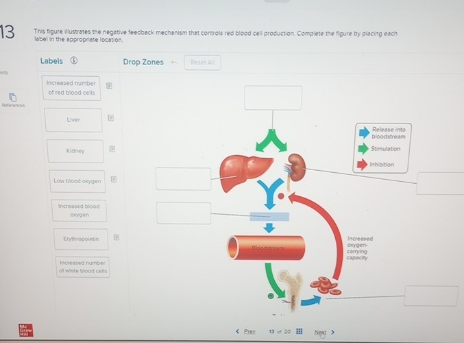 Solved 13This figure illustrates the negative feedback | Chegg.com