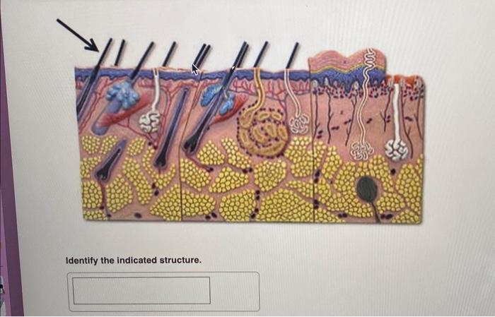 Solved Identify the indicated structure. | Chegg.com