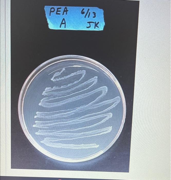 Solved PEA 6/13 АК s TSA 6/13 UNK A JK PEA Plate coli | Chegg.com
