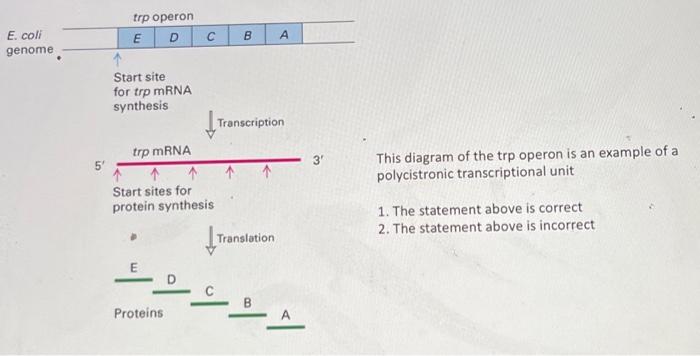 Solved This diagram of the trp operon is an example of a | Chegg.com