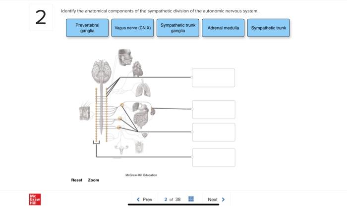Solved Identify the anatomical components of the sympathetic | Chegg.com