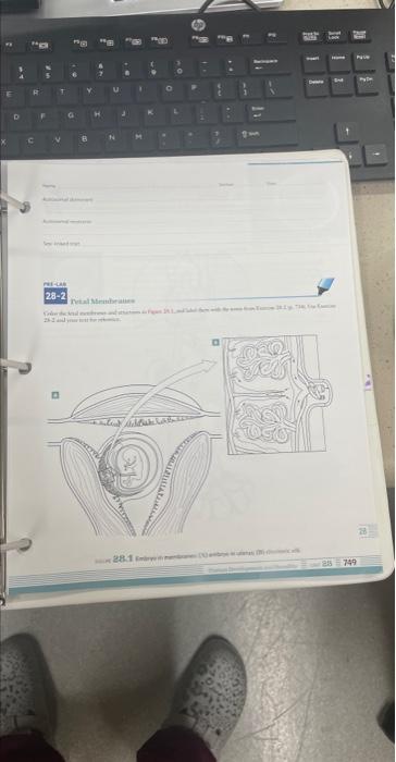 Solved PEE-LAE 20−1 Fovy Fermu Pexim Vientlogiment. | Chegg.com