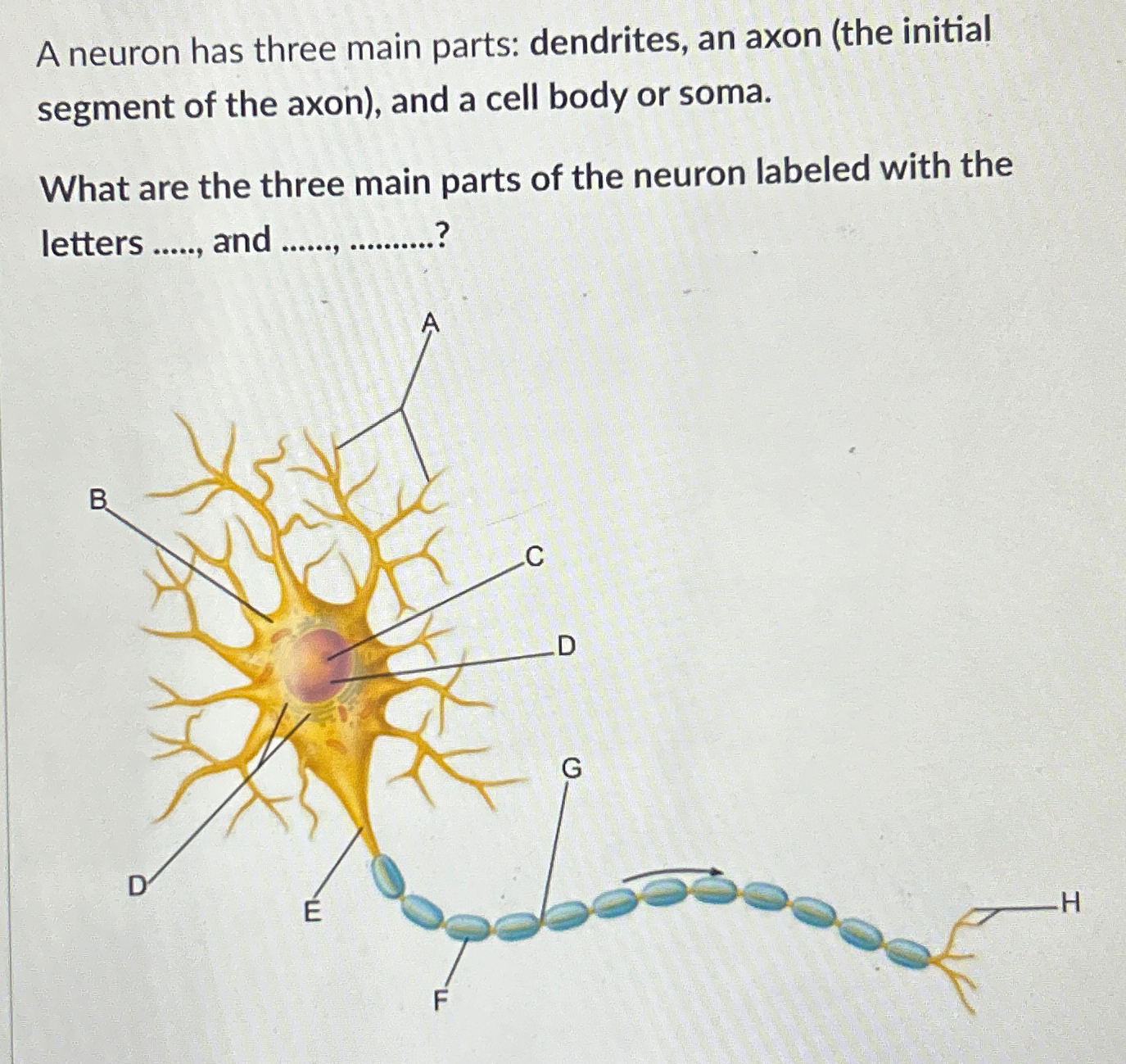 Solved A neuron has three main parts: dendrites, an axon | Chegg.com