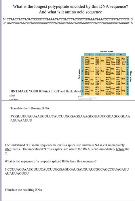 Solved What is the longest polypeptide encoded by this DNA | Chegg.com