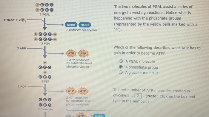 Solved 2 PGAL 2 NAD+ + 2, The two molecules of PGAL assist a | Chegg.com