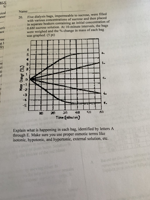 Solved 19. Three dialysis bags (representing cells) A, B, C | Chegg.com