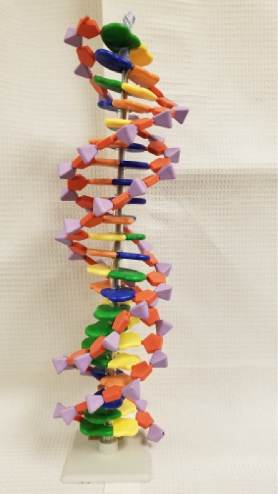 Solved 6. If this exact length model had a different | Chegg.com