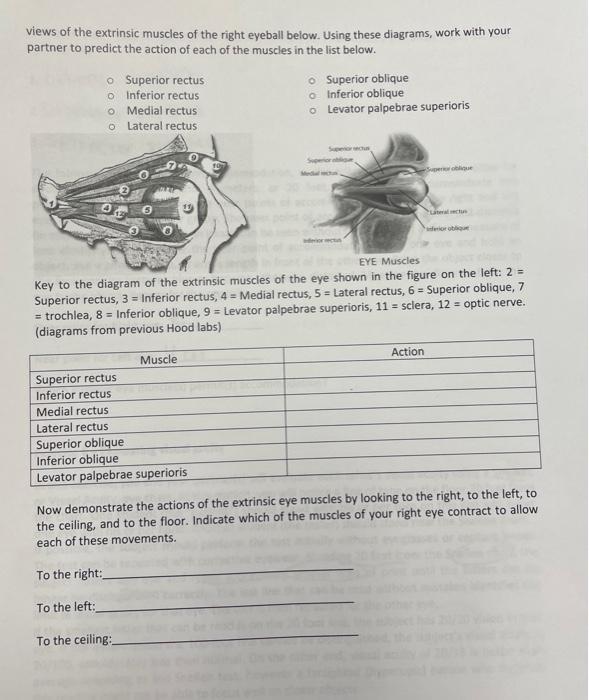 Solved Exercise 5 - Extrinsic and intrinsic eye muscles The | Chegg.com