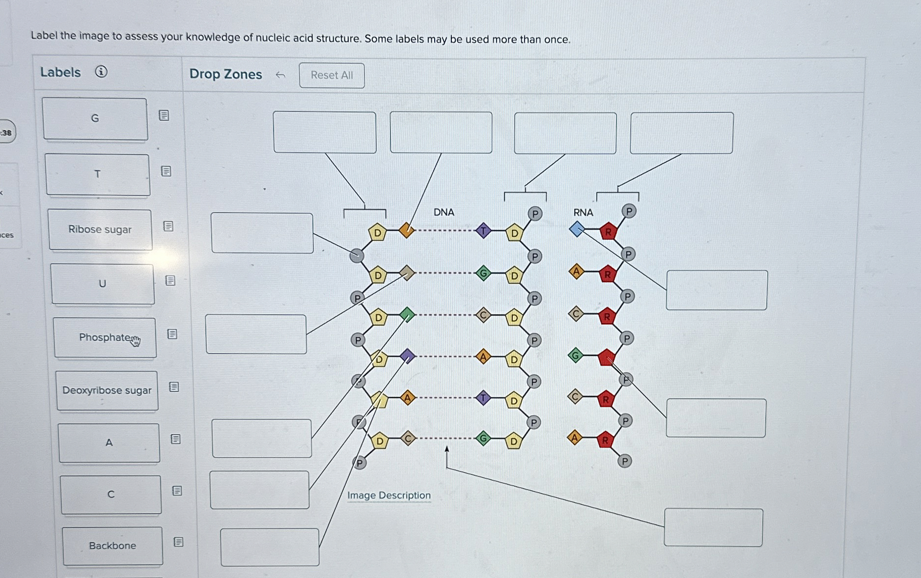 Solved Label the image to assess your knowledge of nucleic | Chegg.com