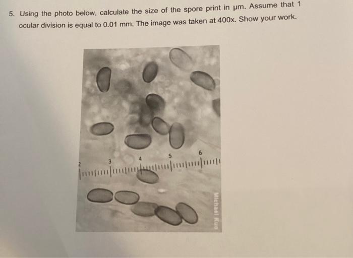 Solved 5. Using the photo below, calculate the size of the | Chegg.com