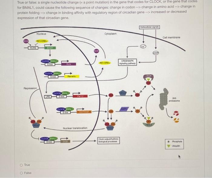 Solved True or false: a single nucleotide change (= a point | Chegg.com