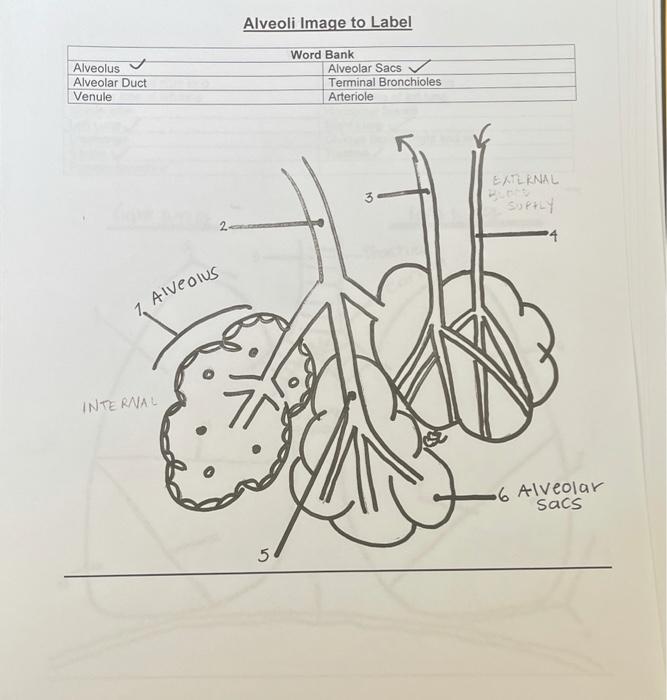 Solved Alveoli Image to Label Alveolus Alveolar Duct Venule | Chegg.com