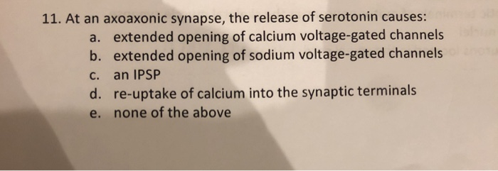 Solved 11. At an axoaxonic synapse, the release of serotonin | Chegg.com