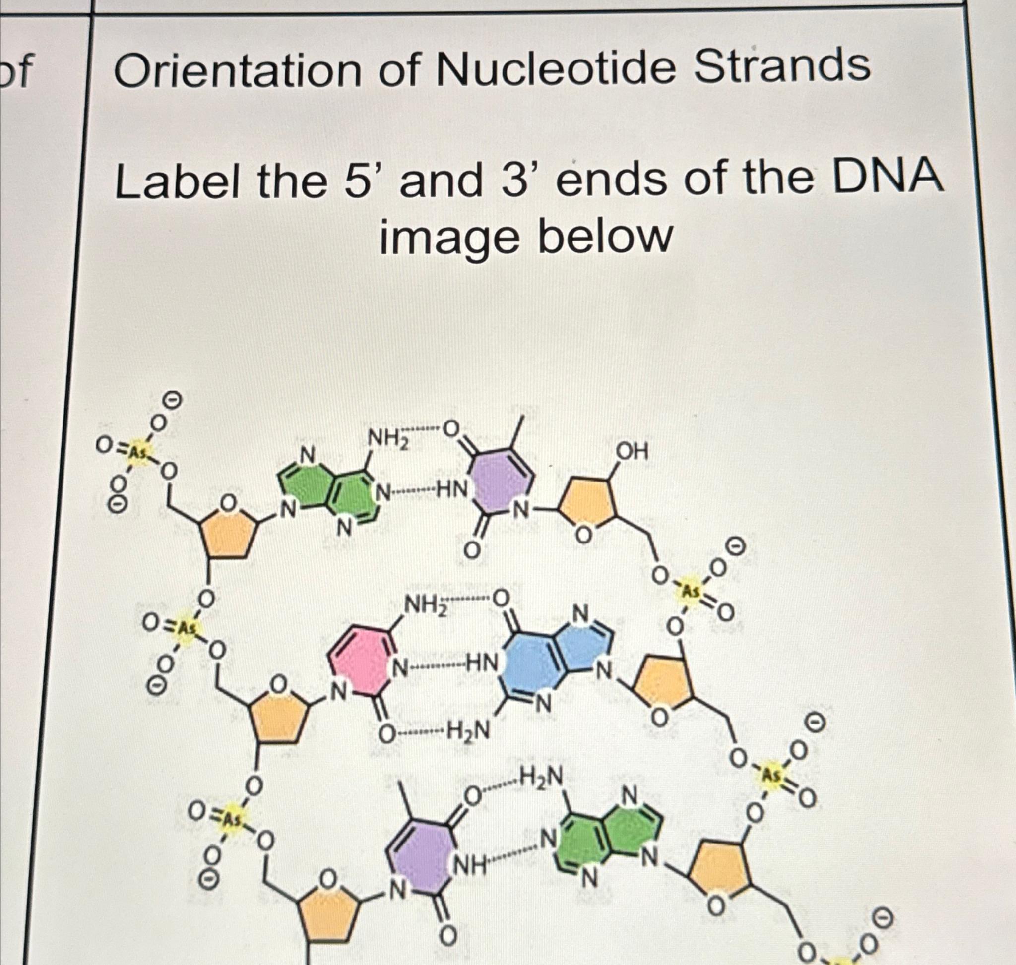 Solved Orientation of Nucleotide StrandsLabel the 5' ﻿and 3' | Chegg.com