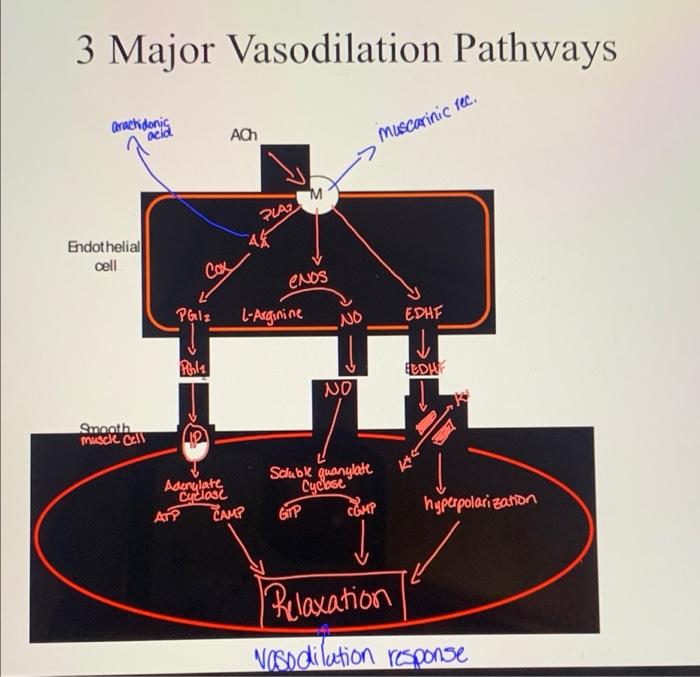 Solved 3 Major Vasodilation Pathways | Chegg.com