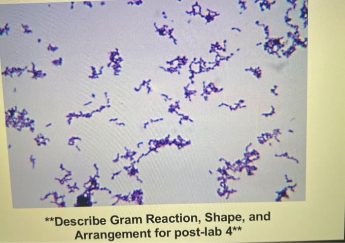 **Describe Gram Reaction, Shape, and Arrangement for | Chegg.com