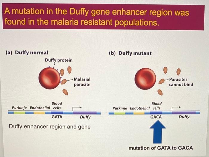 Solved Malaria Resistance and the Duffy Antigen % of pop | Chegg.com