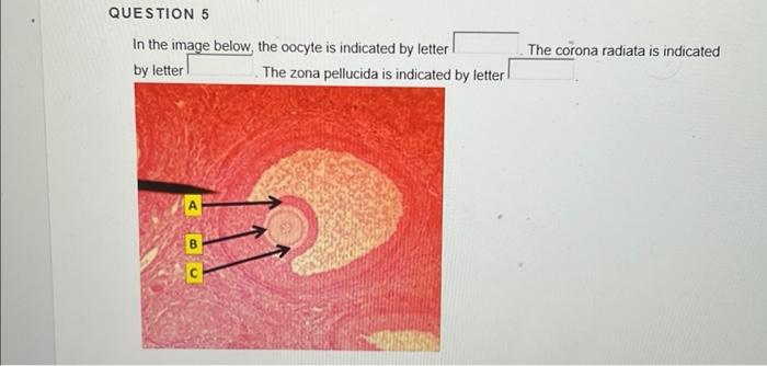 Solved In the image below. the oocyte is indicated by letter | Chegg.com
