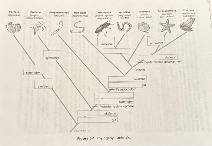 Solved Figure 6-1. Phylogeny-anımals. 1. Using the data | Chegg.com