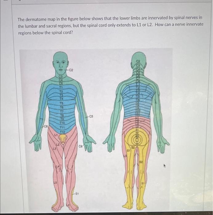 Lower Limb Dermatome Map