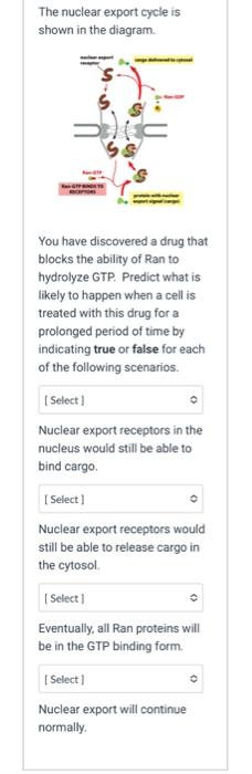 Solved The nuclear export cycle is shown in the diagram. You | Chegg.com