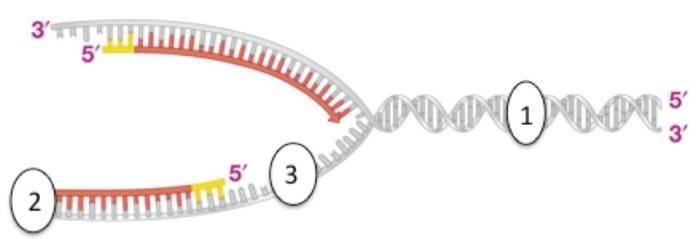 Solved 10. Position 2 represents: (select all that apply) a. | Chegg.com