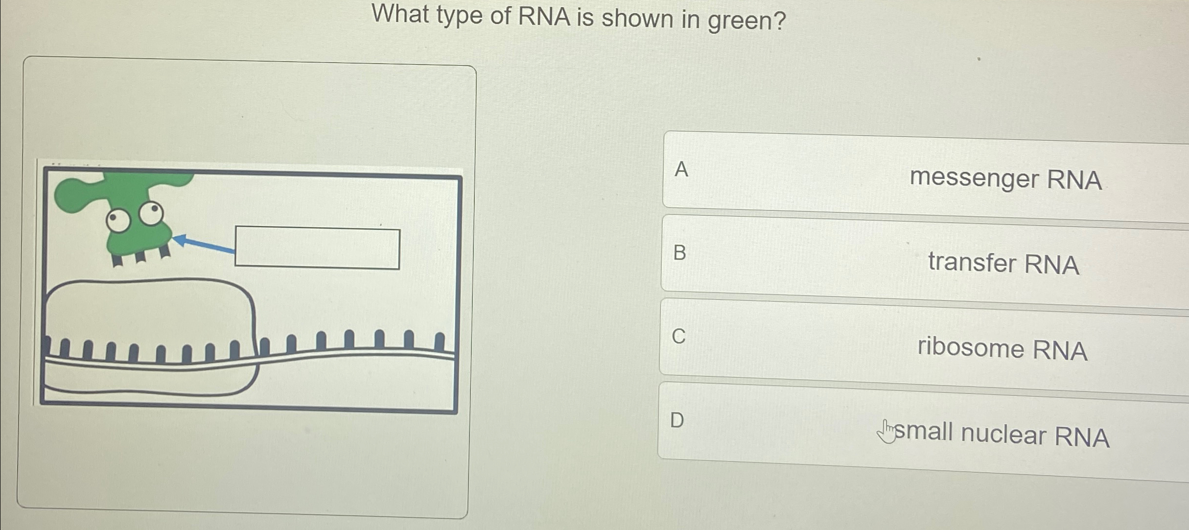 Solved What type of RNA is shown in green?Amessenger | Chegg.com